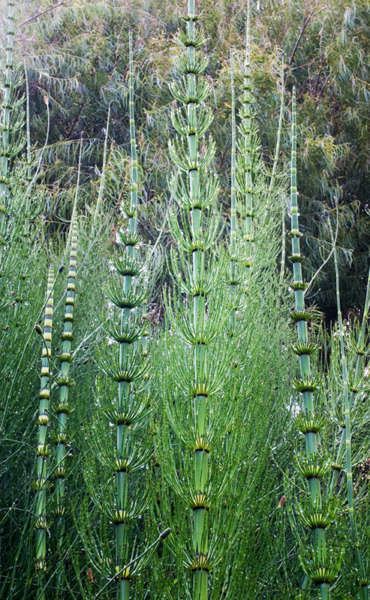 Prêle géante -Equisetum giganteum 'El Tabacal' - Palmiers et Compagnie