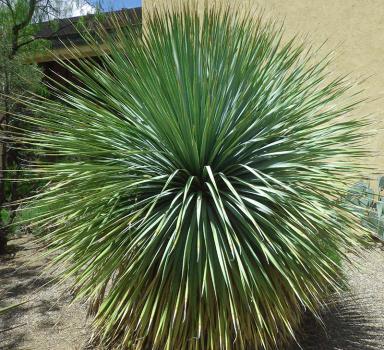 Sotol bleu - Dasylirion wheeleri - Palmiers et Compagnie