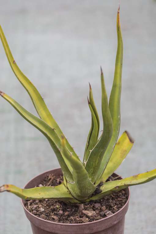 Agave difforme - Agave difformis - Palmiers et Compagnie
