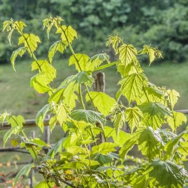 Rubus occidentalis 'Flava' - mûre jaune - Palmiers et Compagnie