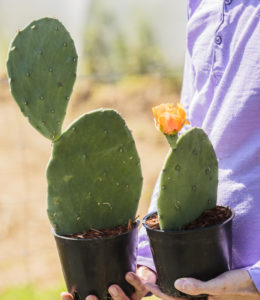 Opuntia engelmannii inermis - grande oponce inerme - Palmiers et Compagnie