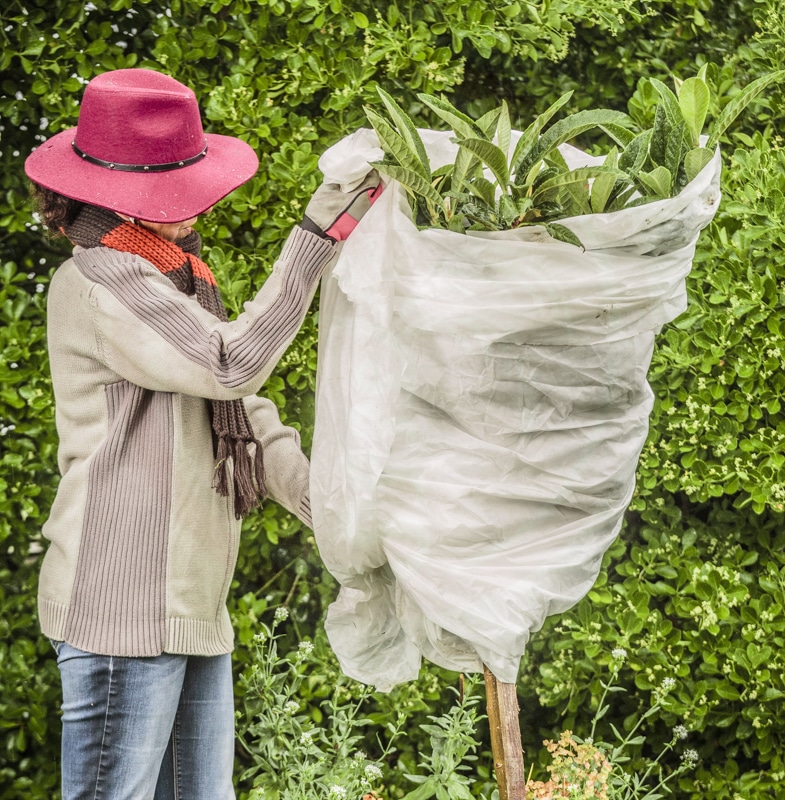 Néflier du Japon - bibace, loquat, Eriobotrya japonica - Palmiers et ...