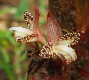 Zingiber rubens, gingembre rouge rustique - Palmiers et Compagnie