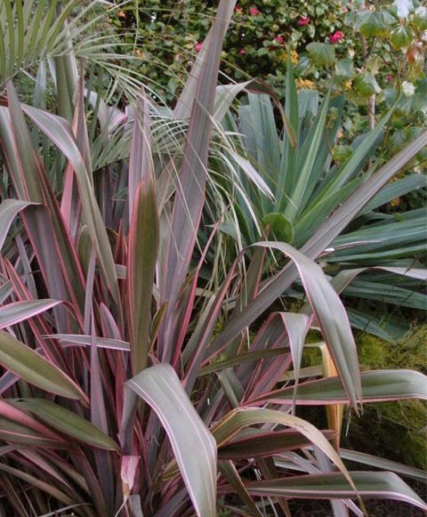 Phormium 'Pink Stripe' - Palmiers et Compagnie