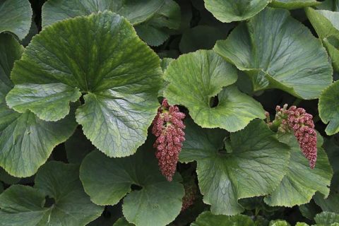 Gunnera perpensa - gunnéra nain - Palmiers et Compagnie