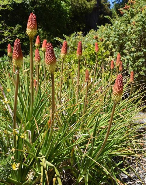Kniphofia northiae 'Alta' - Palmiers et Compagnie