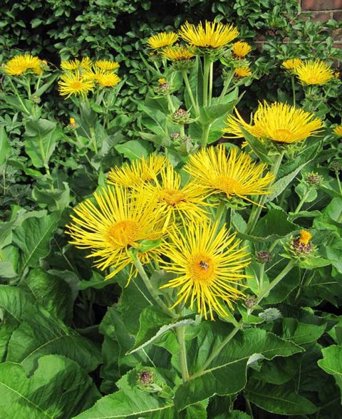 Inula helenium - grande aunée - Palmiers et Compagnie