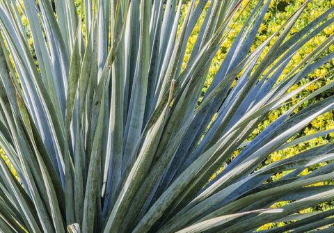 Nolina nelsonii - noline bleue - Palmiers et Compagnie
