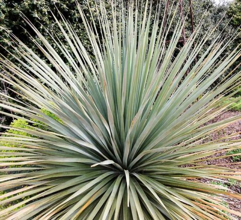 Nolina nelsonii - noline bleue - Palmiers et Compagnie