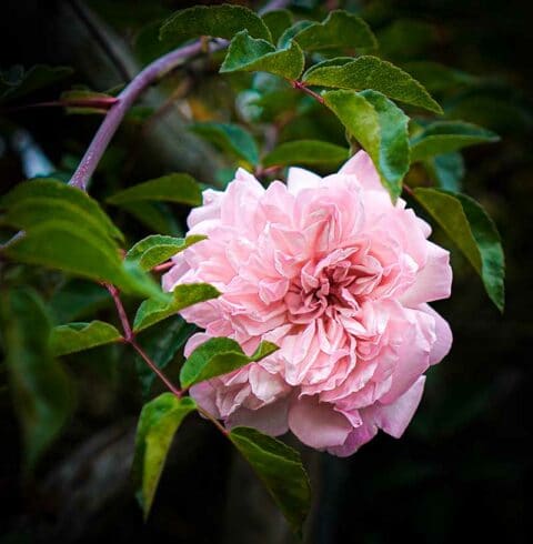 Rose Albertine - Palmiers et Compagnie