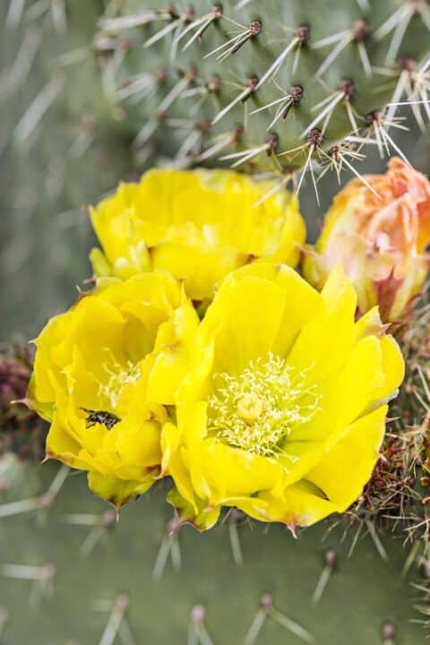 Opuntia huajuapensis - nopal chino - Palmiers et Compagnie