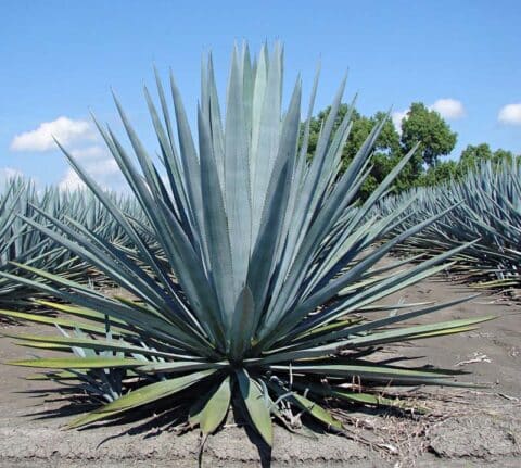 Agave tequilana Weber’s Blue – agave à tequila - Palmiers et Compagnie