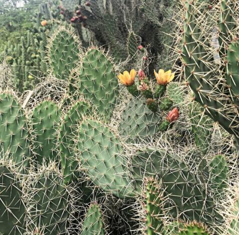 Opuntia soederstromiana - Palmiers et Compagnie